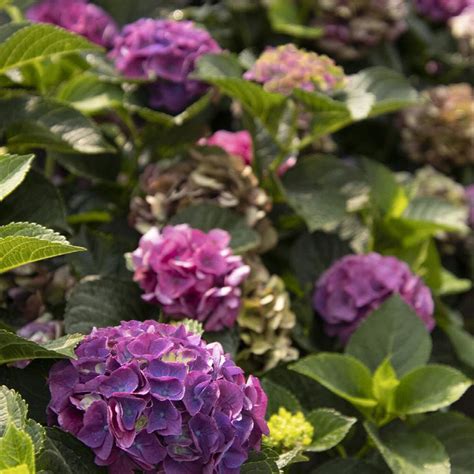Hydrangea Hydrangea Spp Heyday Home Landscaping