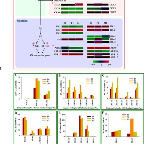 Representative Gene Expression Profiles Of The Aba Biosynthesis Download Scientific Diagram