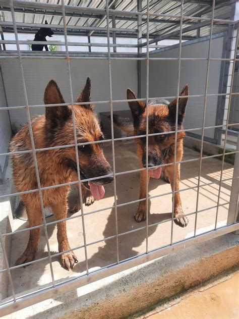 Rocky E Rayle Pastori Equilibrati E Socievoli Cane A Milano In Regalo