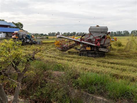 rice harvesting in rural paddy fields with combine harvesters stock