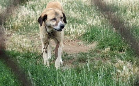 Неочакван обрат Жена от Монтанско се оплака че кучето ѝ е пребито до смърт оказа се че тя го