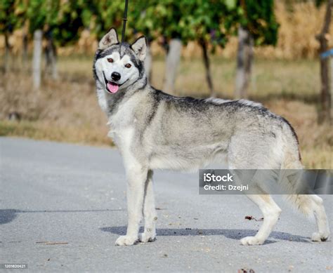 Female Siberian Husky Full Grown