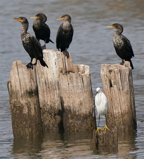 Piper Rockelle Bikini Feet Photos Download The Best Free Piper Rockelle Bikini Feet Stock