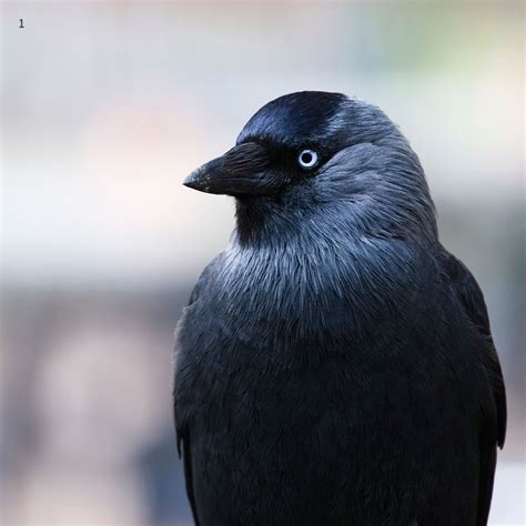 Jackdaw Menacing Looking Affable Crows