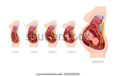 Human Pregnant Uterus