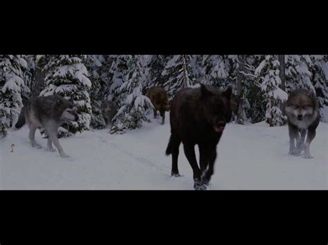 Uley Pack Twilight Saga Wiki Fandom Powered By Wikia