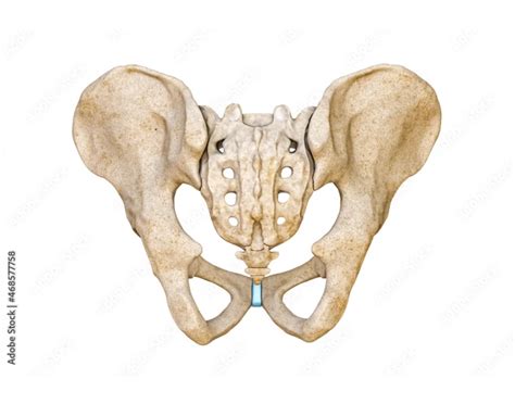 Bony Landmarks Posterior Pelvis Quiz