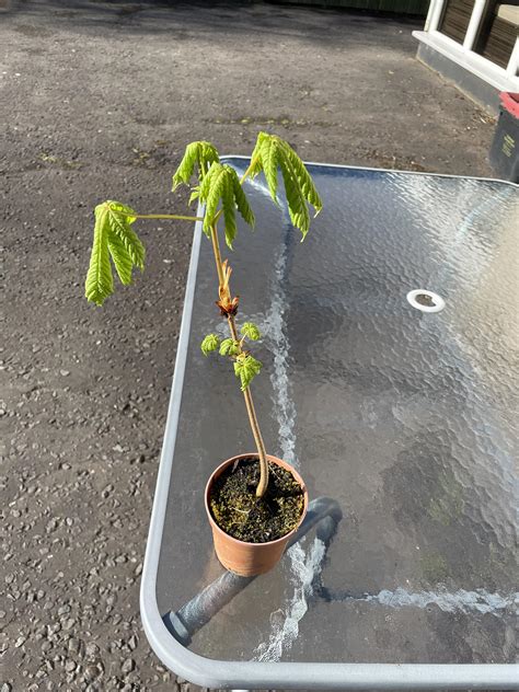 New Chestnut Tree Sapling Help R Gardeninguk