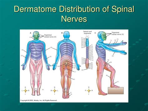 Ppt The Peripheral Nervous System Powerpoint Presentation Free