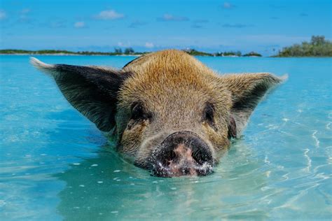 Nassau Bahamas Swim With Pigs Excursions Bahamas Air Tours