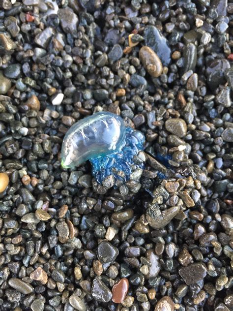 Is A Patch Of Grass One Singular Organism Or Is Multiple How Can You