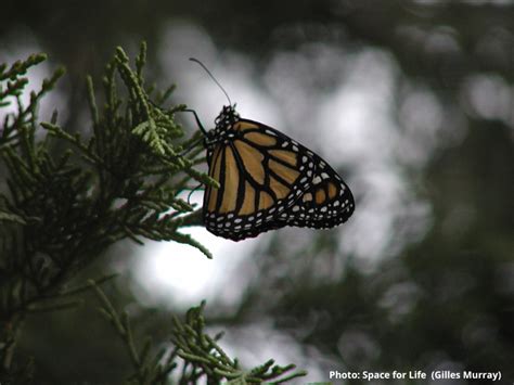 The Monarch And Light Pollution Mission Monarque