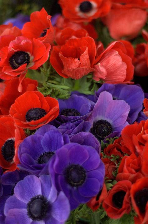 August Birth Flower Gladiolus Poppy Artofit