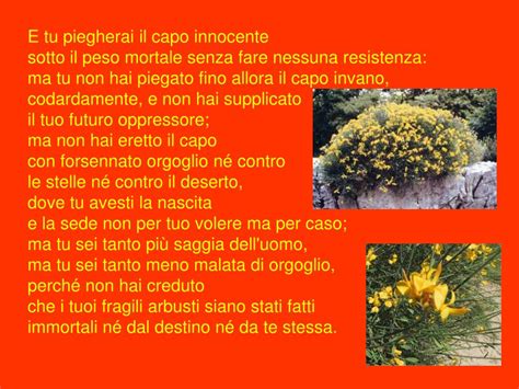 Ppt La Ginestra O Il Fiore Del Deserto Di Giacomo Leopardi Powerpoint