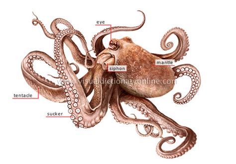 Octopus Reproductive Systems Of Phyla