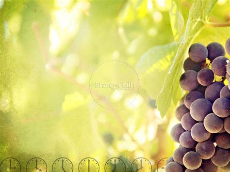 Background Powerpoint Hd Vineyard