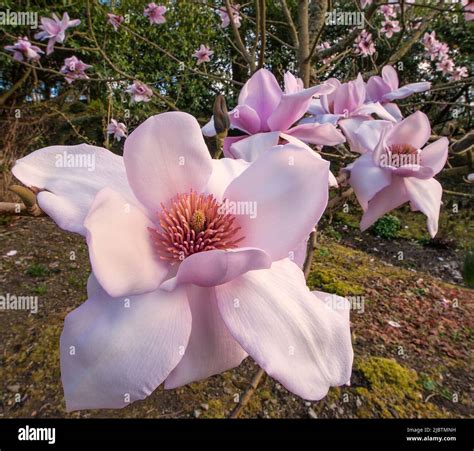 Magnolia Mark Jury By Ruths Bridge At Aberglasney Gardens Stock