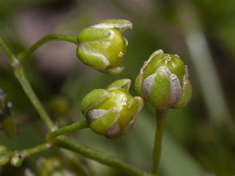 Spergularia Flaccida