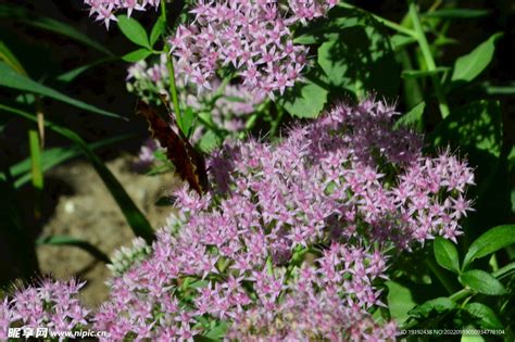 八宝景天 摄影图花草生物世界摄影图库昵图网