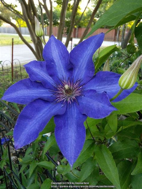56 Clematis Care Ideas Clematis Clematis Care Plants