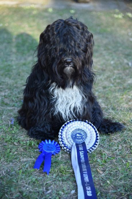 Tibetanski Terier Mladički Mladinskih Šampionov Slovenije V Lepoti