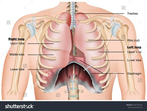 Human Chest Anatomy Photos And Images Shutterstock