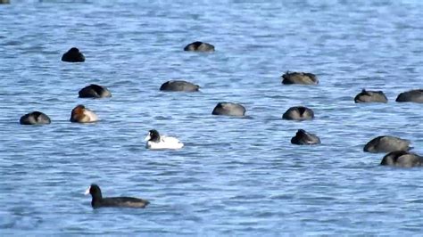 Bird With Leucism Youtube