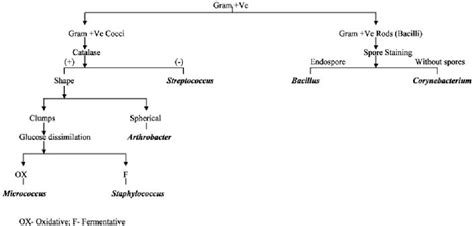 Gram Positive Rods Flowchart