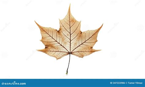 Single Skeleton Leaf Isolated On White Background Stock Illustration Illustration Of Isolated