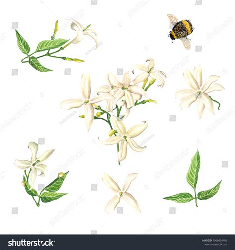 Jasmine Flower Botanical Illustration