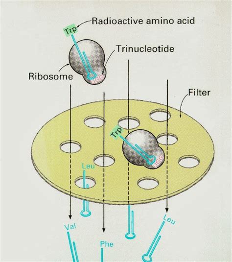 濾紙結合分析法filter Binding Assay 小小整理網站 Smallcollation