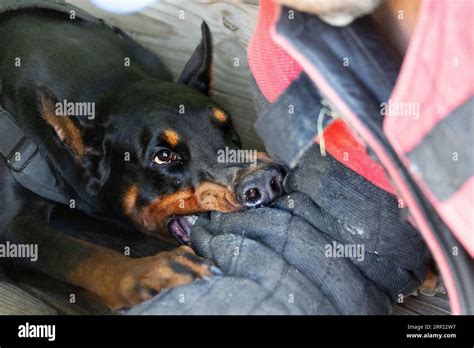 Angry Aggressive Dog Doberman Pinscher Grabs Criminals Clothes