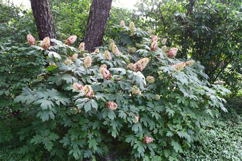 Hydrangea Quercifolia Trees And Shrubs Online