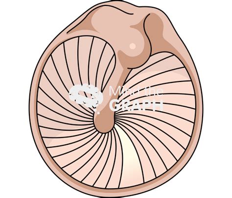 Free Tympanic Membrane Eardrum Icons Symbols Pictures And Images Mind The Graph