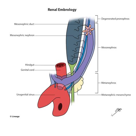 Urinary Tract Infections Renal Medbullets Step 23 Urinary