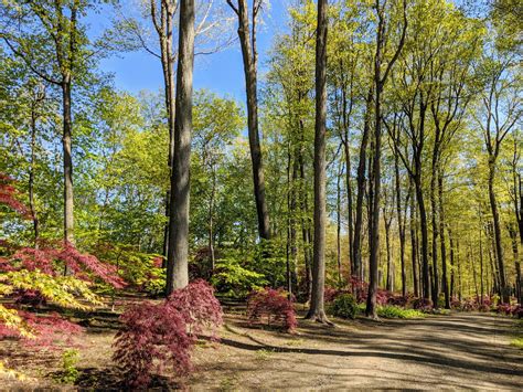 Deciduous Forest Trees Maple