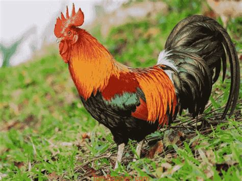 Phân Biệt Con Gà Con Số Mấy Trong Chăn Nuôi Gia đình