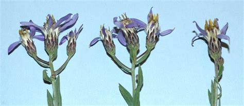 Doellingeria Eucephalus Elegans Astereae Lab University Of Waterloo