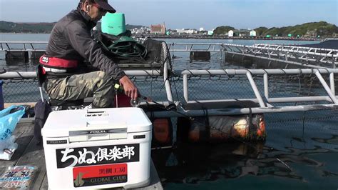 チヌかかり釣り 美しい銀ピカの42センチ Youtube