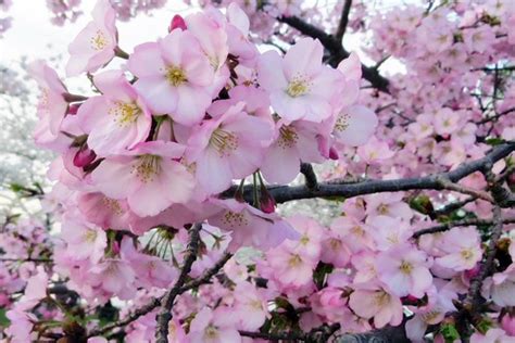 Cherry Blossoms Tidal Basin Washington D C Alan Kotok Flickr