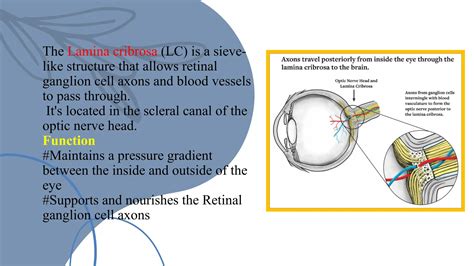 Scleraapplied Anatomythickness Of Scleraapertureslayers Nerve