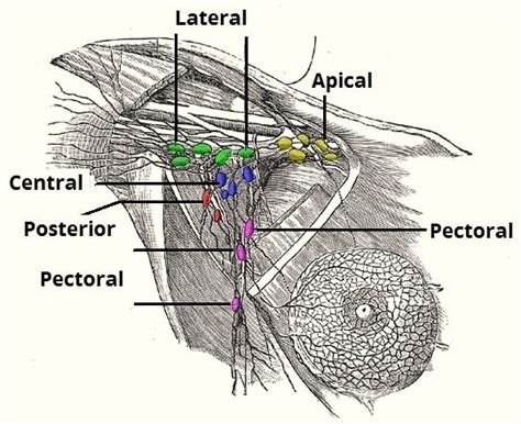 Breast Anatomy