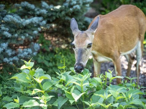 Deer Resistant Shade Flowers Planting Shade Flowers Deer Wont Eat