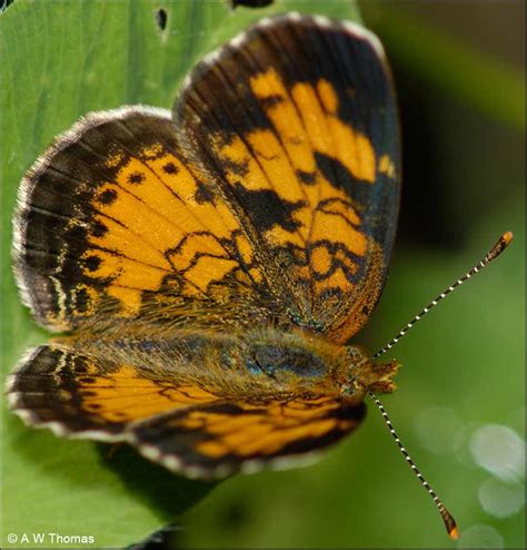 Northern Crescent Phyciodes Cocyta Cramer 1777 Butterflies And