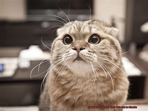 Why Do Cats Pull Their Hair Out In Chunks