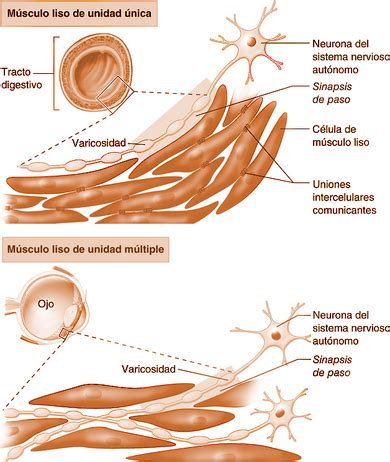Tejido Muscular Liso Ecured