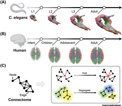 Convergent Developmental Principles Between Caenorhabditis Elegans And Human Connectomes Trends