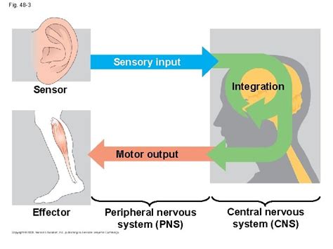 Chapter 48 Neurons Synapses And Signaling Power Point