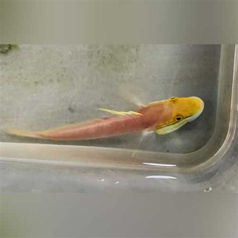 Bella Goby For Sale