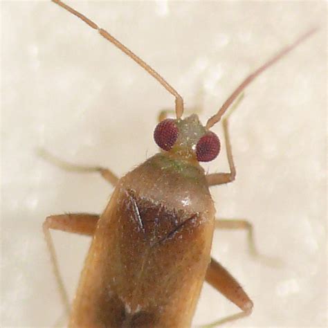 Parthenicus Juniperi Bugguidenet